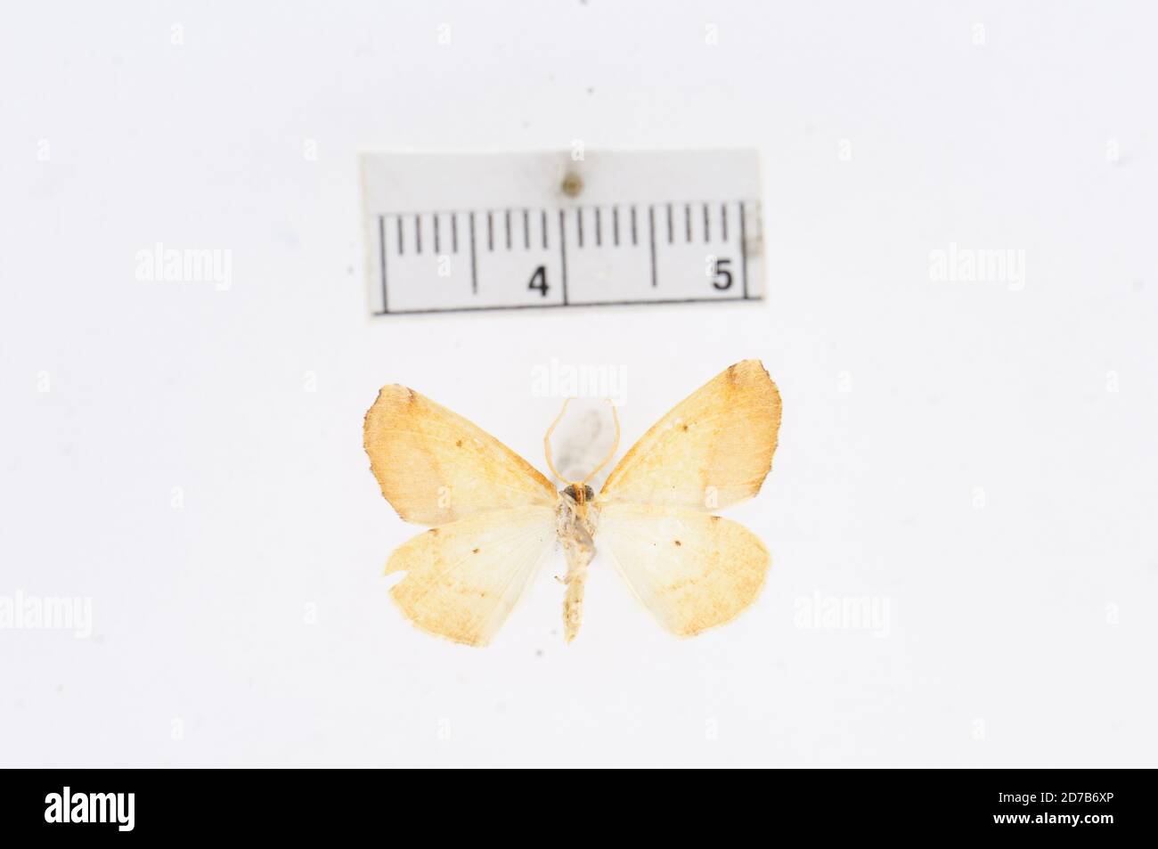 Pinned, San Diego, California, United States, Sicya macularia laetula ...