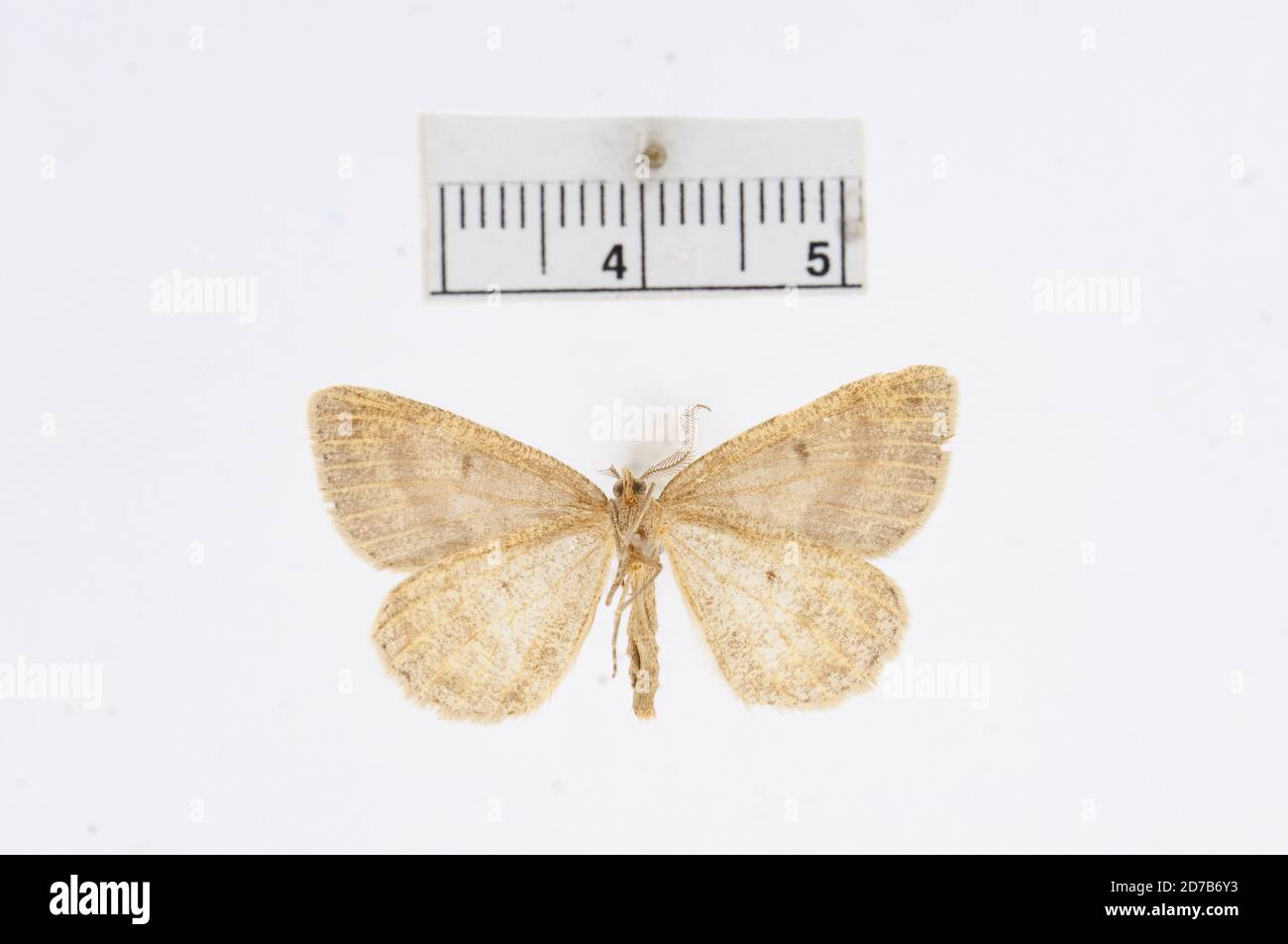 Pinned, Easton, Kittitas, Washington, United States, Sympherta julia ...