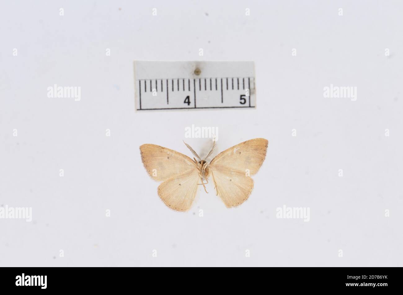 Asthena lucata guenee hi-res stock photography and images - Alamy