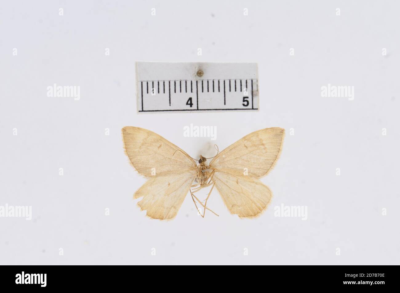 Pinned, Alaska, United States, Xanthorhoe longula Hulst, 1898, Animalia ...
