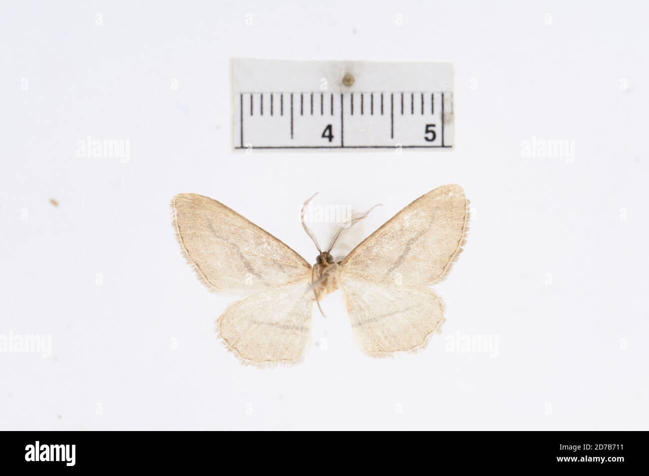 Pinned, Thyce Camp, California, United States, Selidosema jacumbaria ...