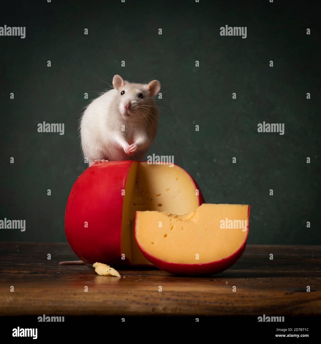A Cute white rat sitting on a red Edam cheese stillife green background ...