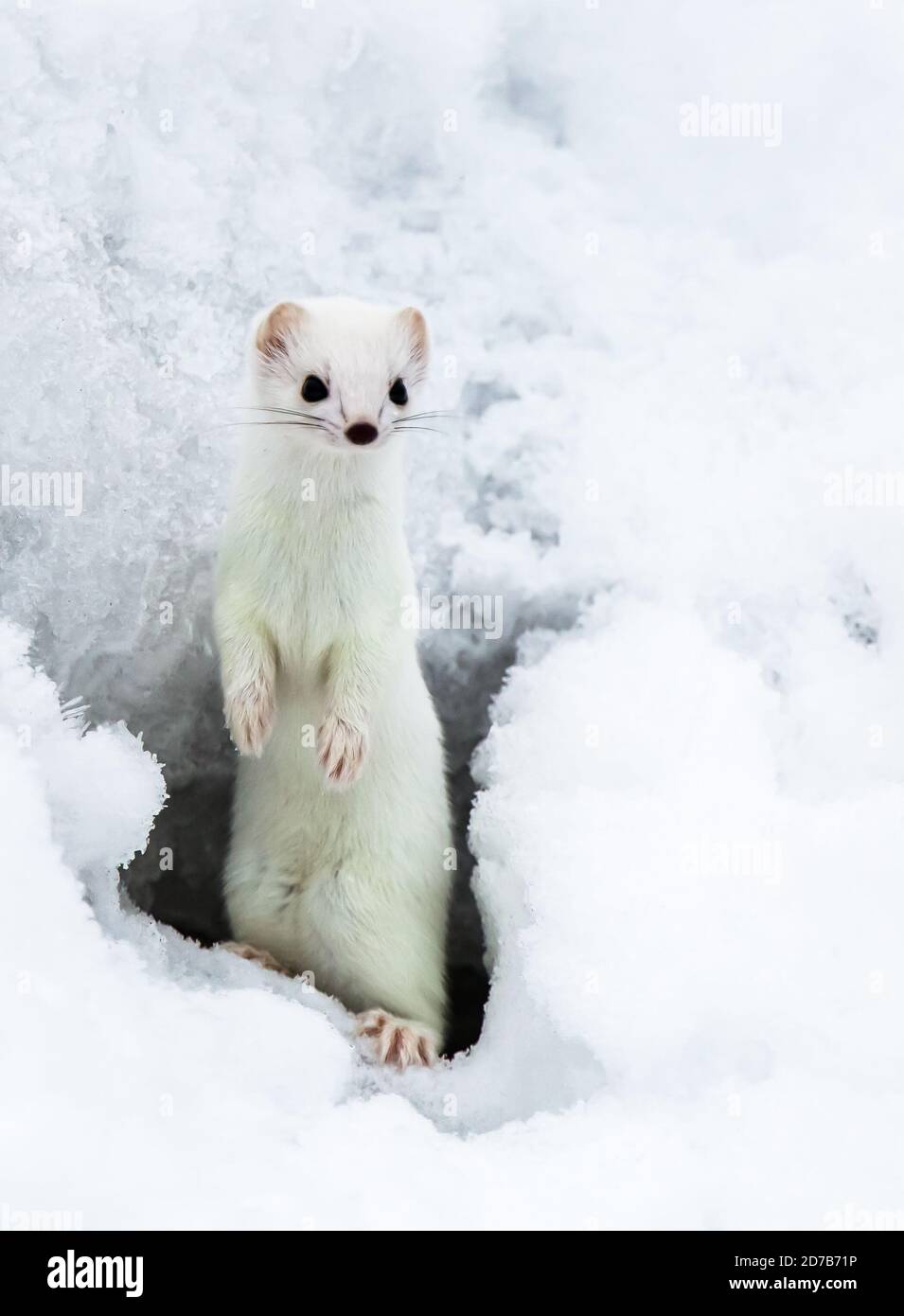 Stoat snow hi-res stock photography and images - Alamy