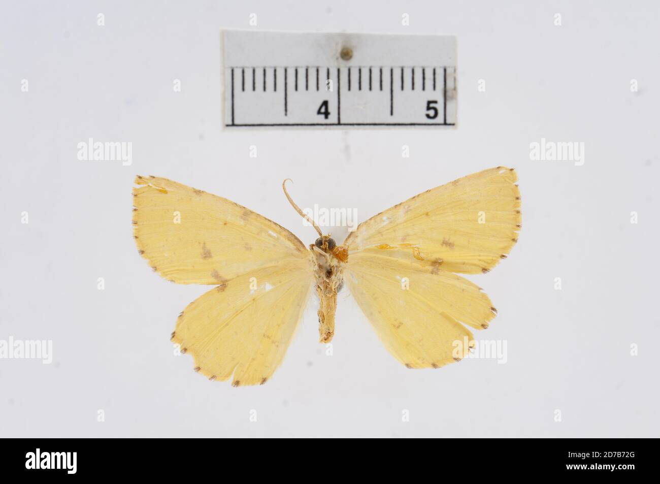 Pinned, Aweme, Manitoba, Canada, Xanthotype manitobensis Swett, 1918 ...