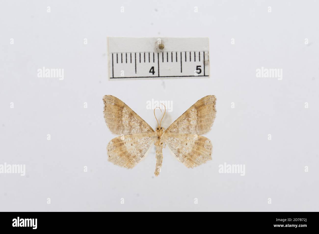 Macaria masquerata ferguson hi-res stock photography and images - Alamy