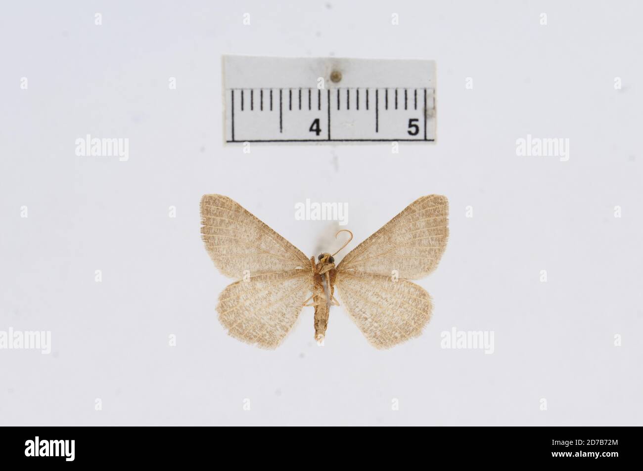 Pinned, Paradise, Cochise, Arizona, United States, Phasiane dislocaria ...