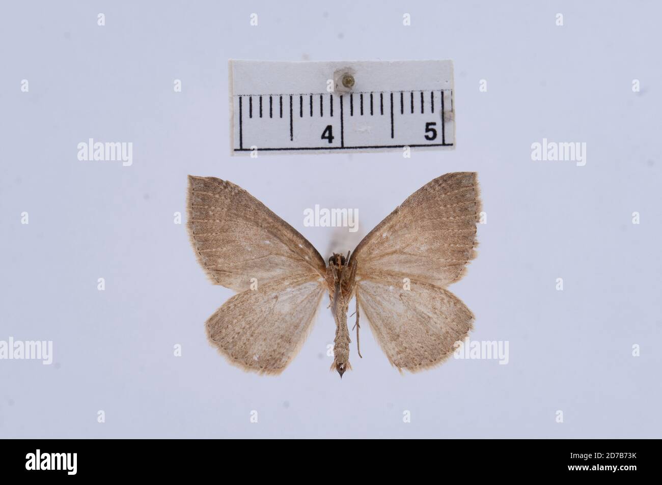 Pinned, Claremont, Los Angeles, California, United States, Hydriomena ...