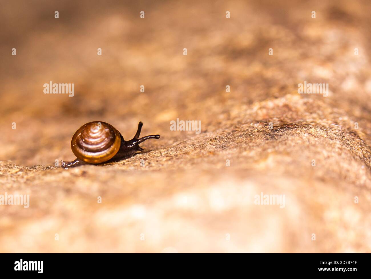 Eupulmonata hi-res stock photography and images - Alamy
