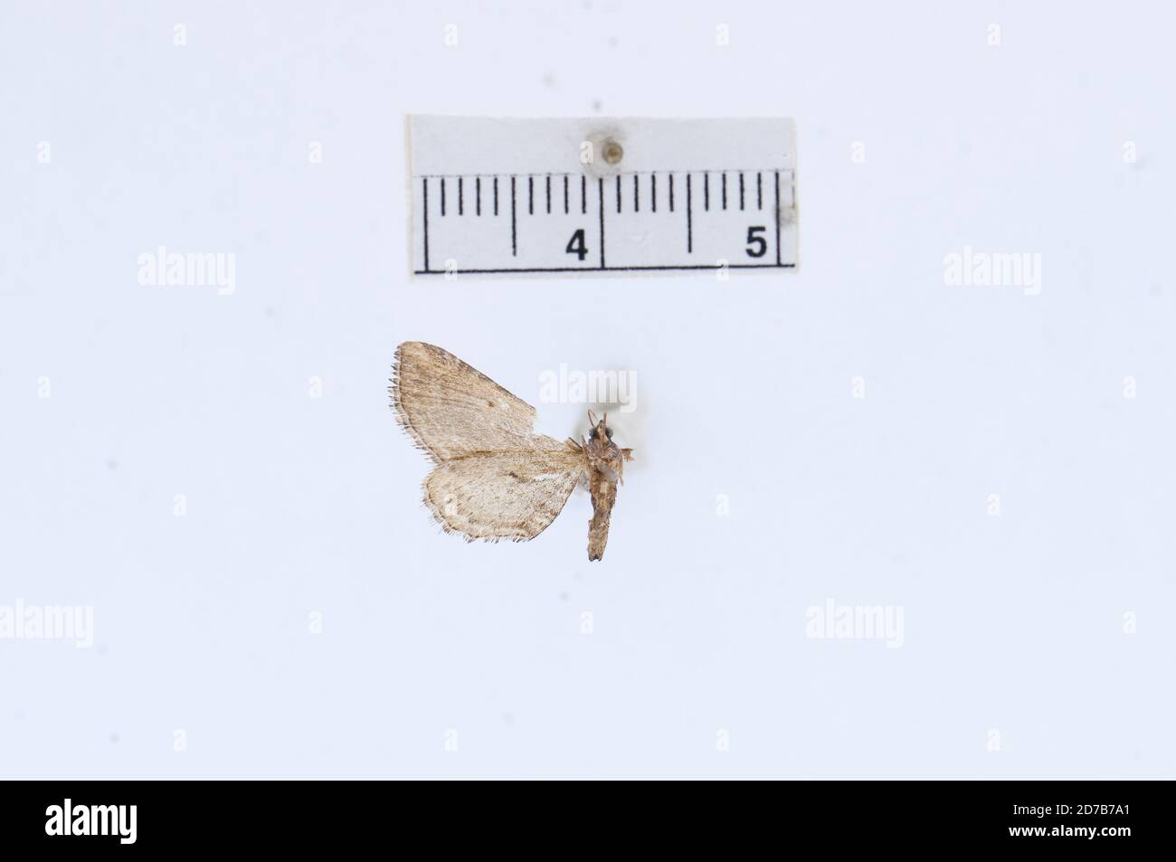 Pinned, Las Pinas, Colorado, United States, Eucymatoge rectilineata ...