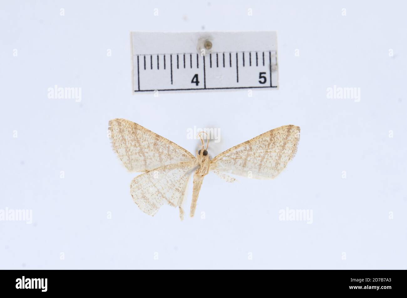 Macaria quadrifasciata taylor hi-res stock photography and images - Alamy
