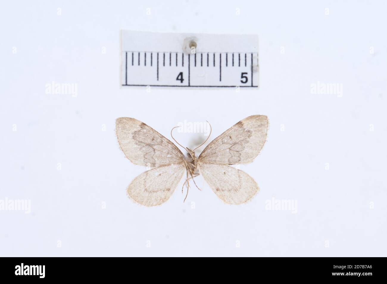 Pinned, Bar Harbor, Hancock, Maine, United States, Thera procteri ...