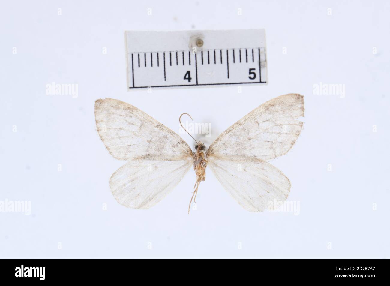 Pinned, Monache Meadows, Tulare, California, United States, Hydriomena ...