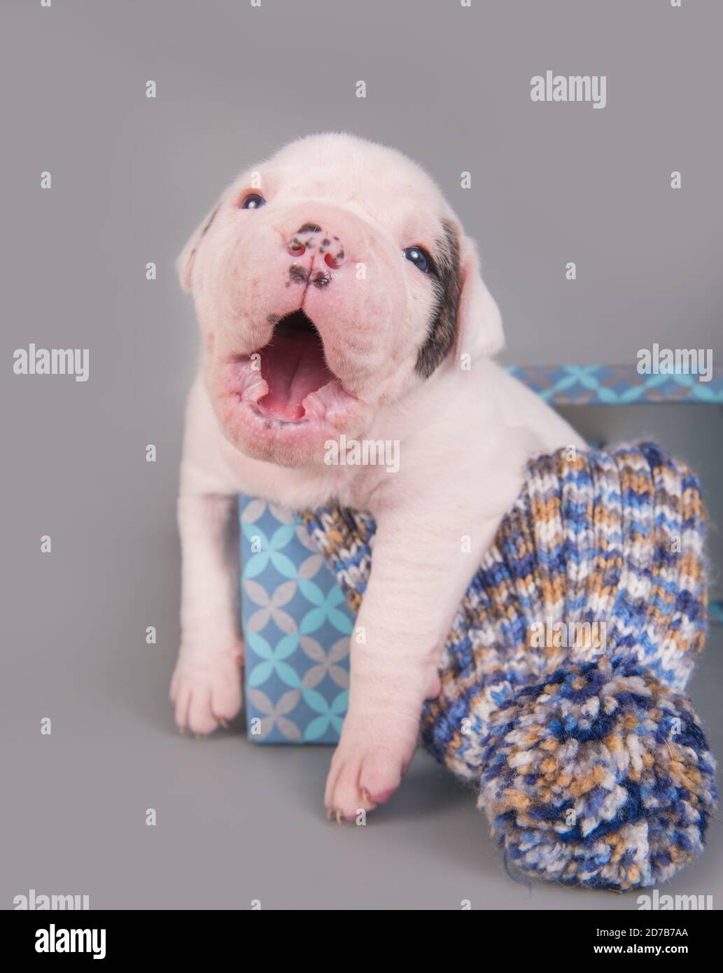 American bulldog yawning hi-res stock photography and images - Alamy