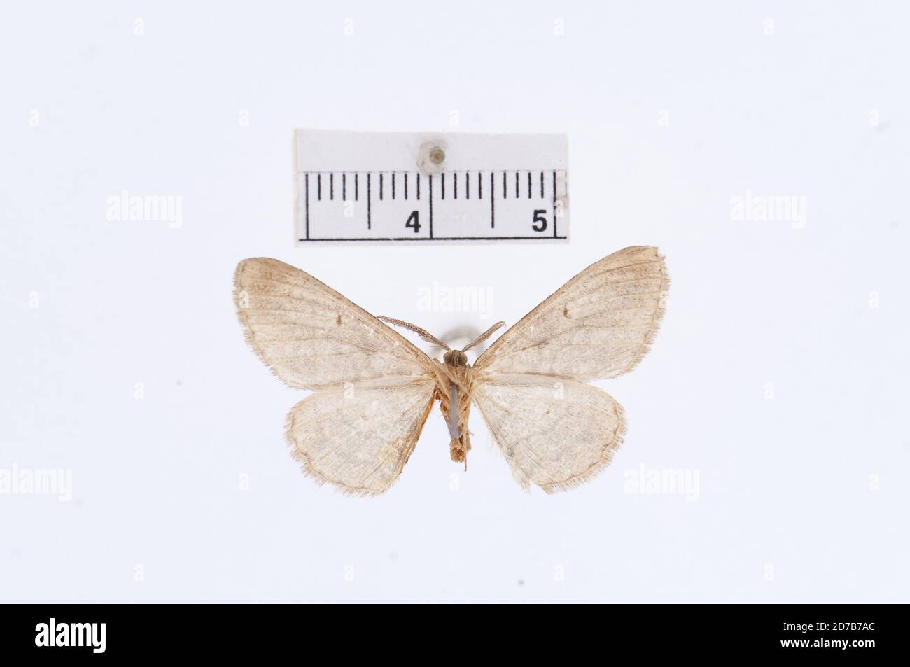 Pinned, Glenwood Springs, Garfield, Colorado, United States, Cleora ...