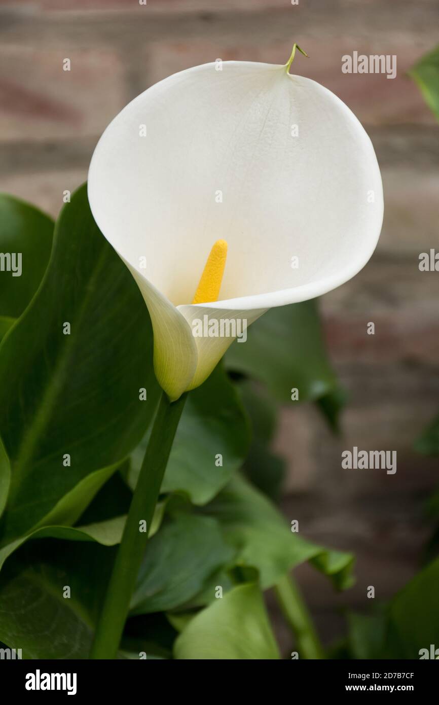 White giant calla lily hi-res stock photography and images - Alamy