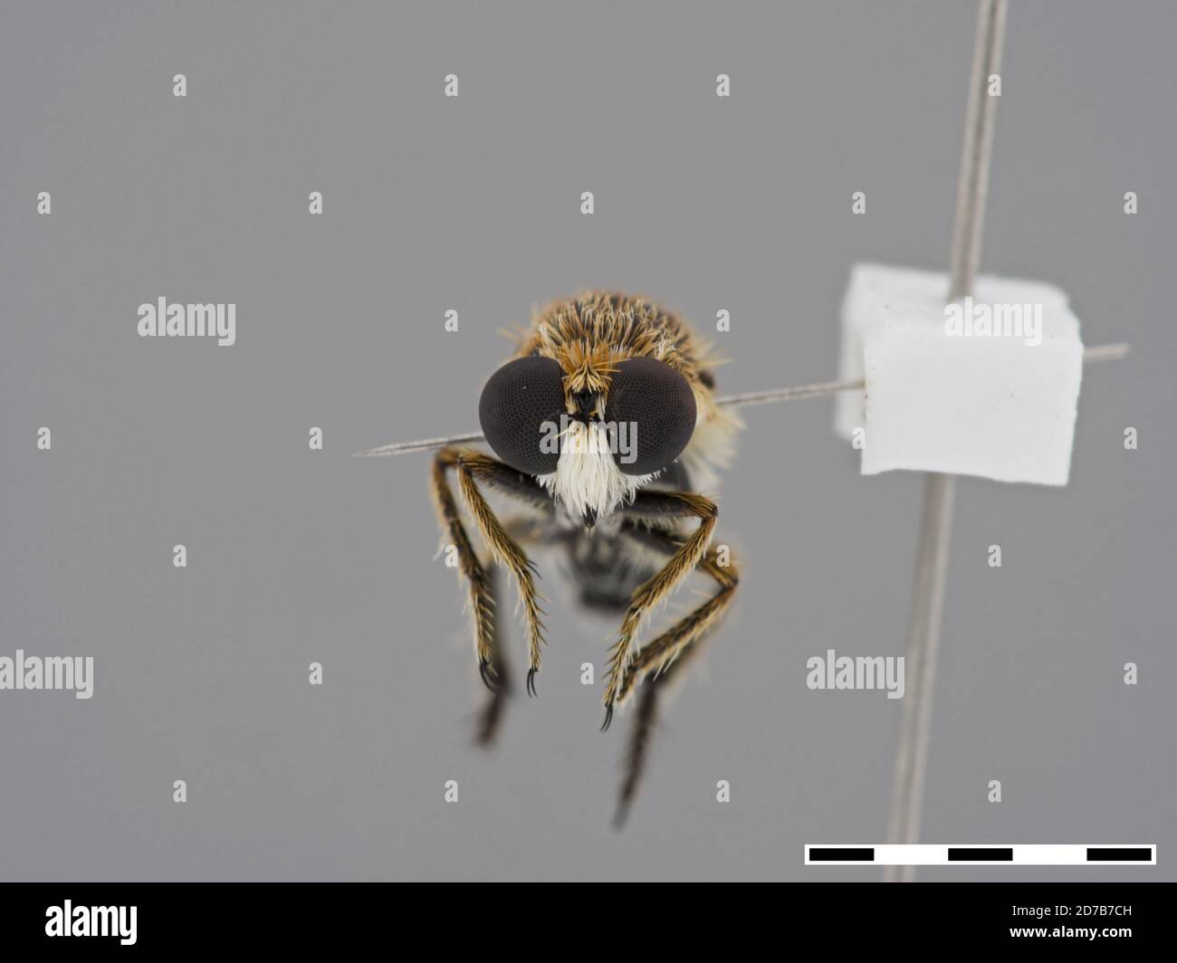 1957 animalia hi-res stock photography and images - Alamy