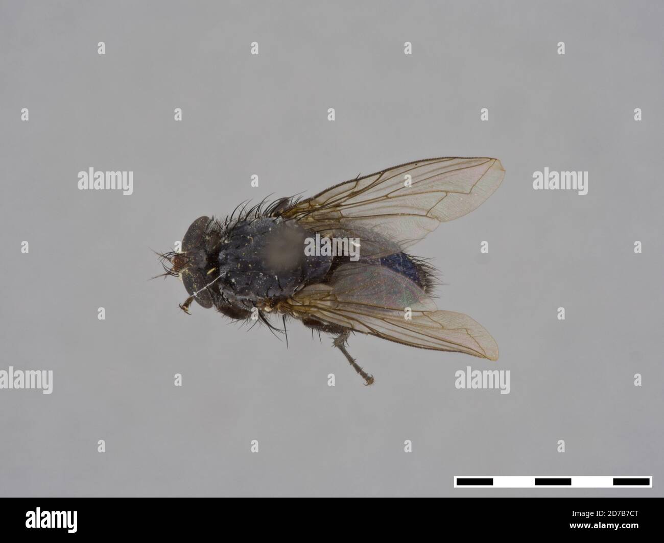 Pinned, San Luis Potosi, Mex, San Luis Potosi, Mexico, Eucalliphora ...