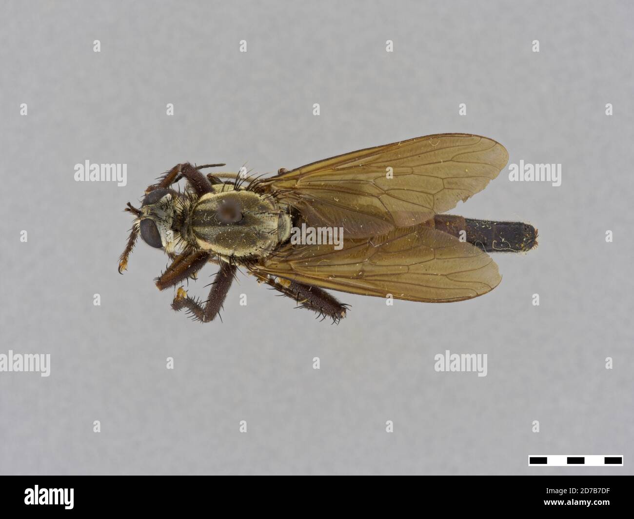 Stenopogon aeacidinus williston hi-res stock photography and images - Alamy