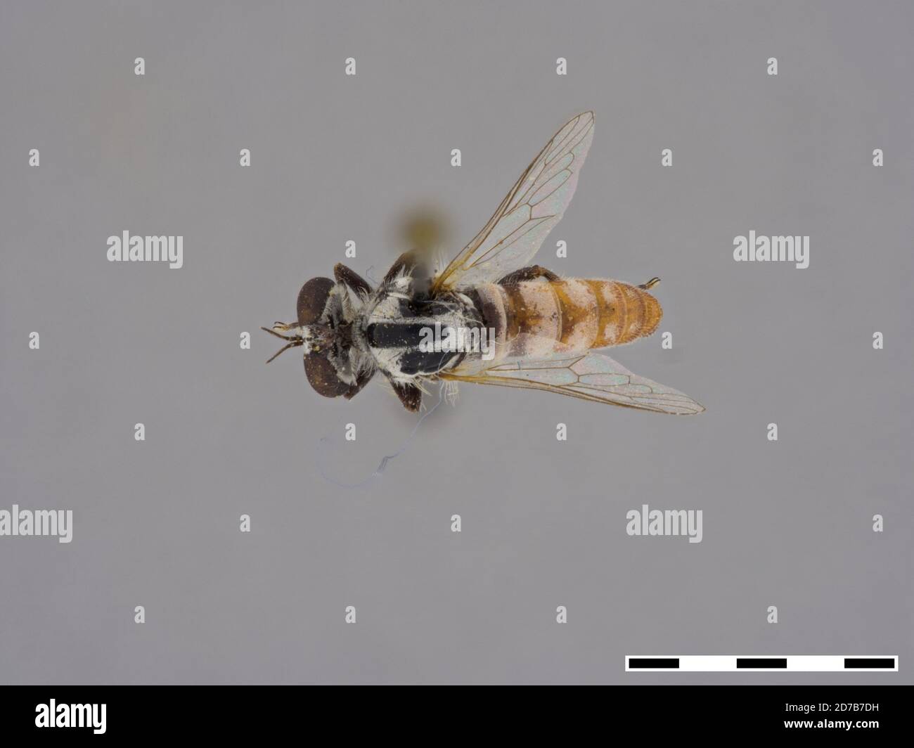 Aztec, Yuma, Arizona, United States, Itolia atripes Wilcox, 1949 ...