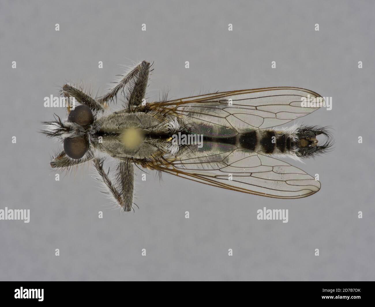 Neolophonotus bimaculatus londt hi-res stock photography and images - Alamy