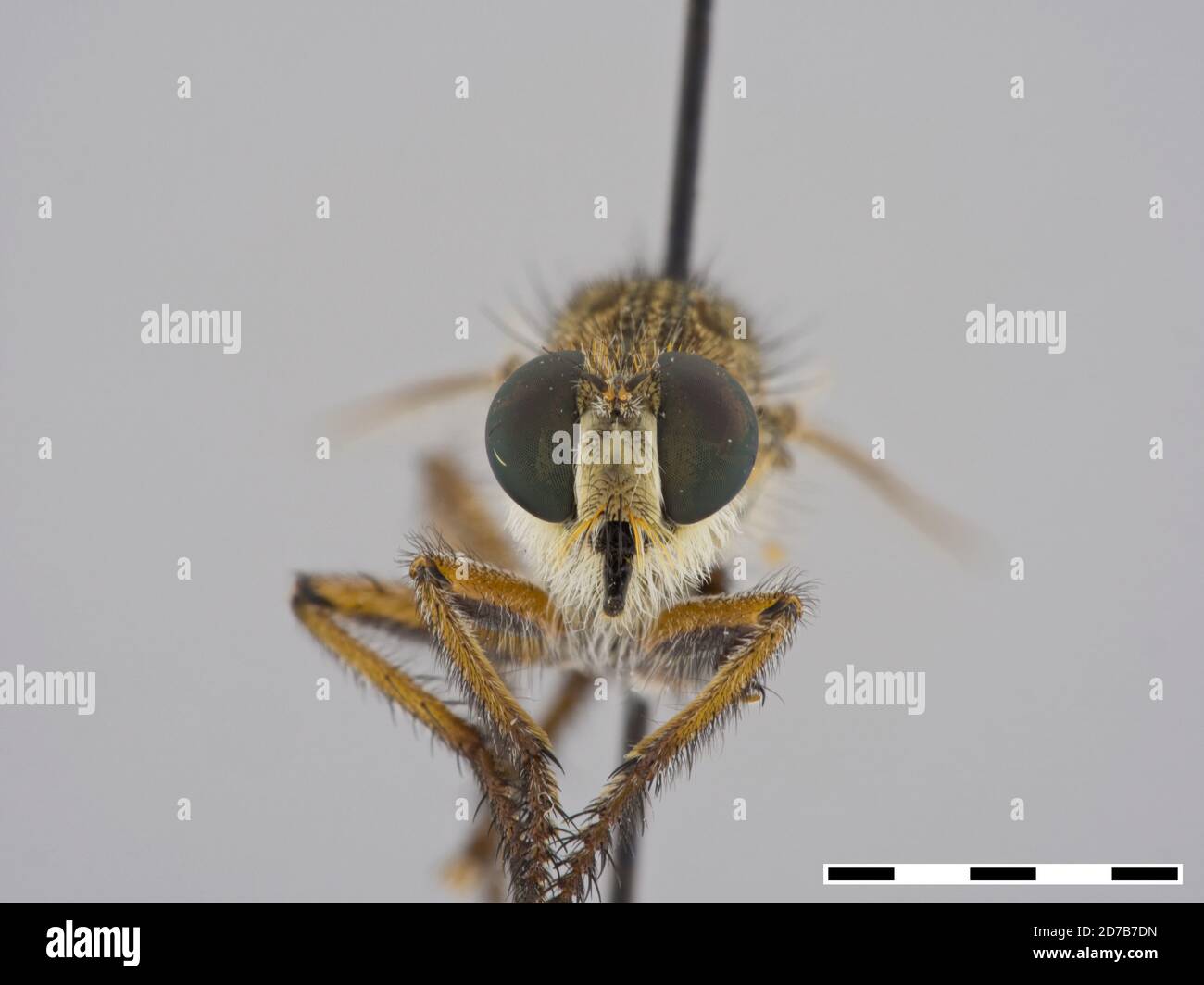 Dwarfs dawdle trail grassland hi-res stock photography and images - Alamy