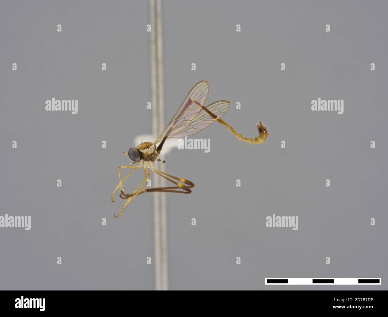 3 kilometers southwest Rincon, Puntarenas, Costa Rica, Schildia ...