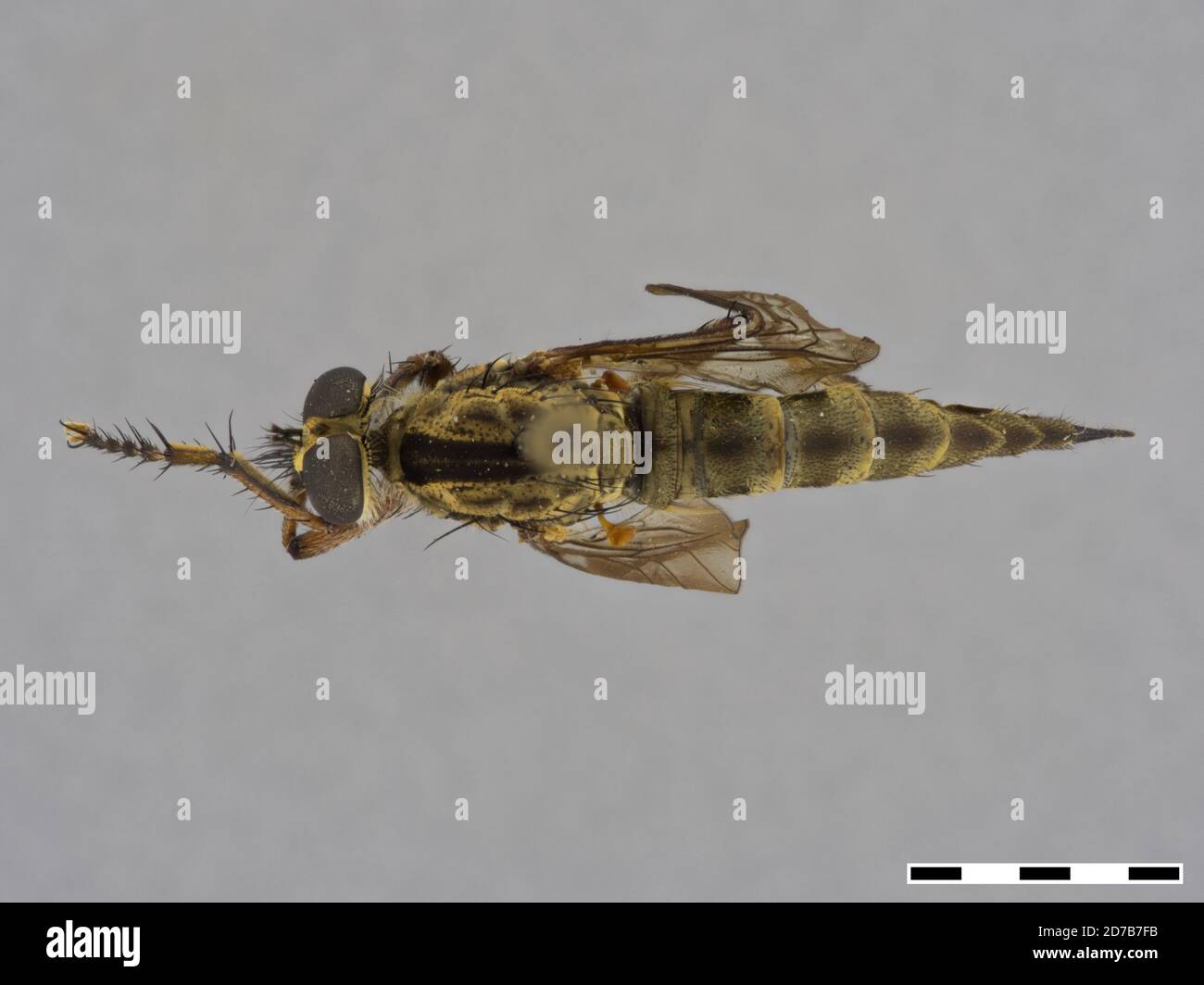 1950 animalia hi-res stock photography and images - Alamy