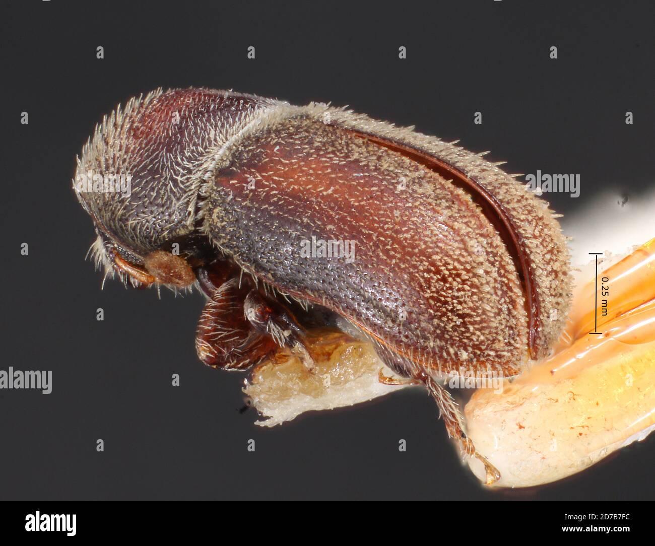 1931 animalia hi-res stock photography and images - Alamy