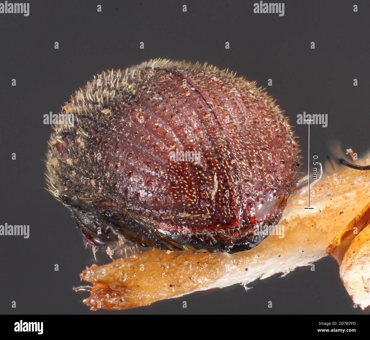 Pinned, Eagle, Southeast Fairbanks, Alaska, United States, Phloeosinus ...