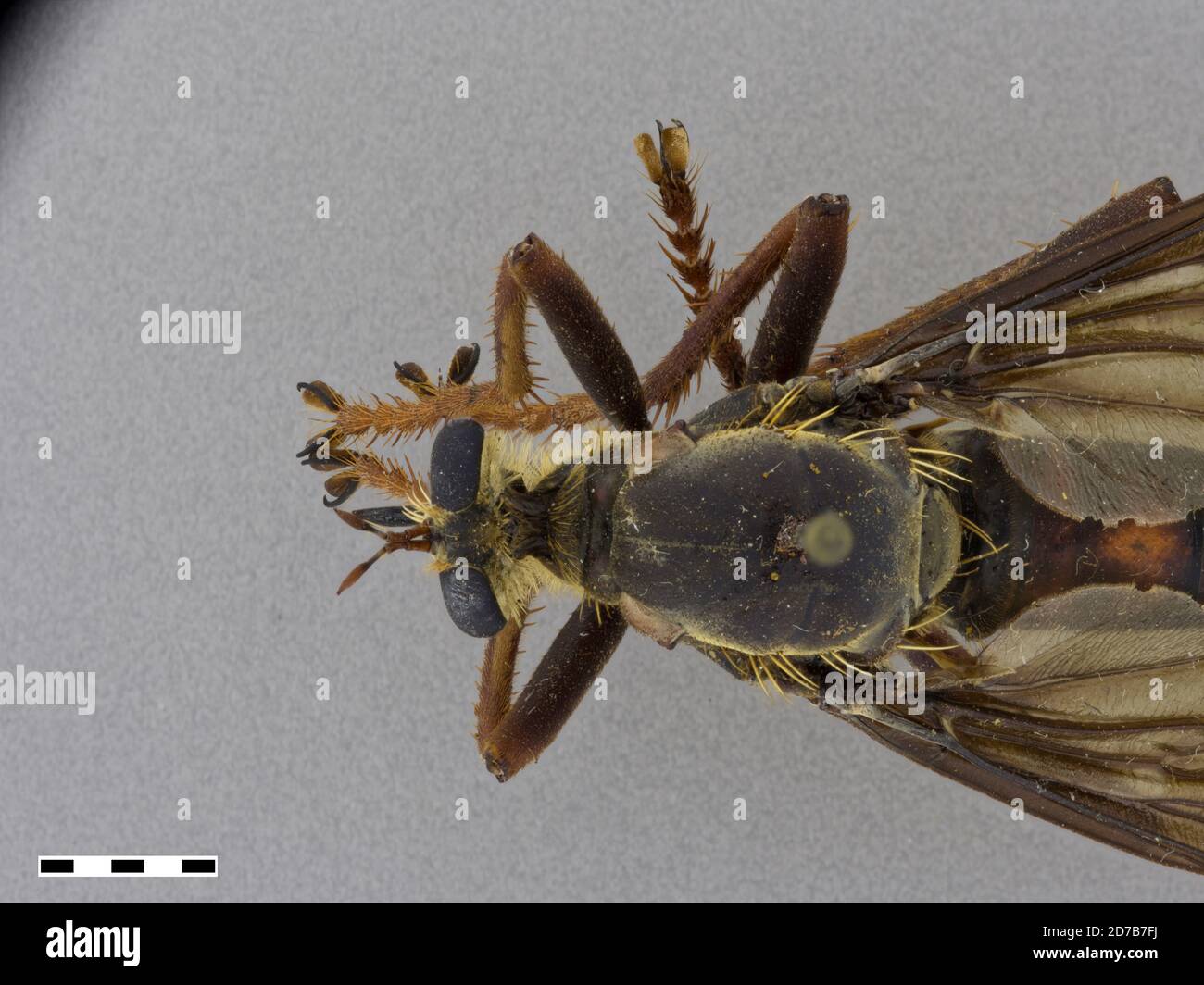 Microstylum morosum loew hi-res stock photography and images - Alamy