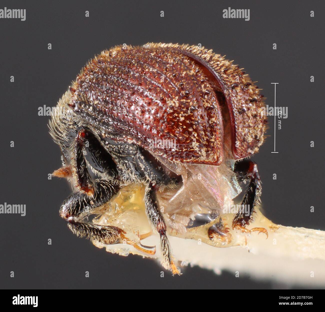 Phloeosinus frontalis bruck hi-res stock photography and images - Alamy