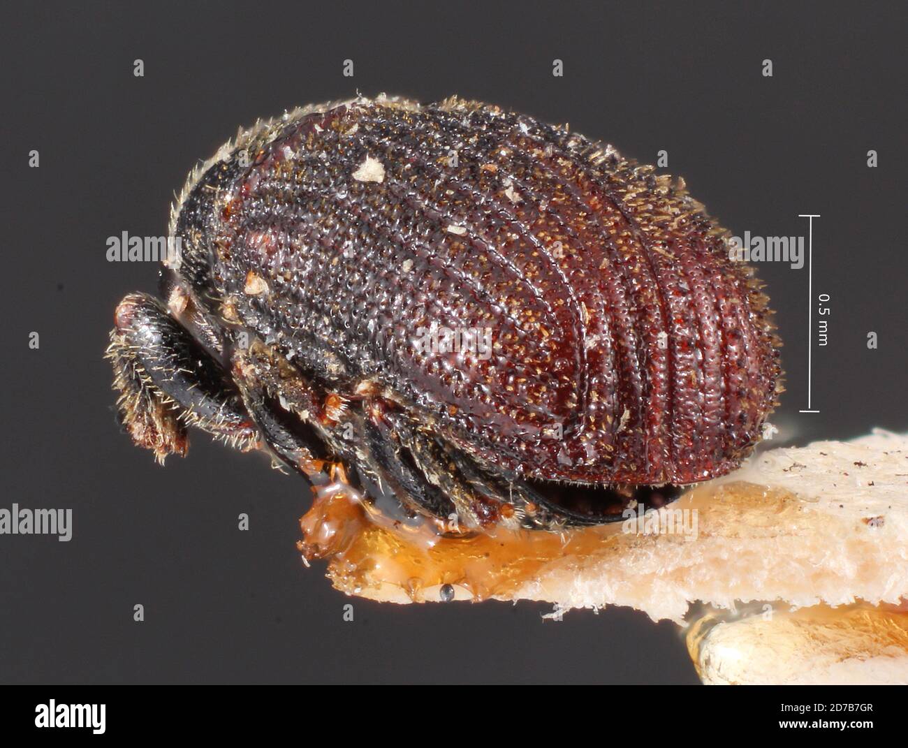 Phloeosinus tacubayae hopkins hi-res stock photography and images - Alamy