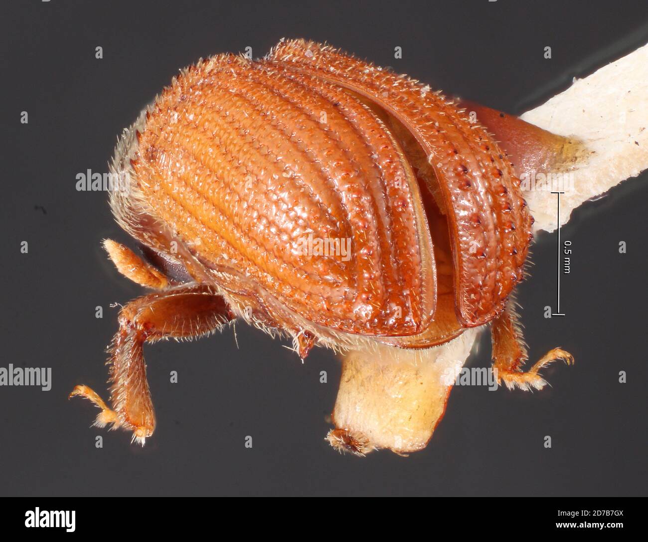 Metaline falls hi-res stock photography and images - Alamy