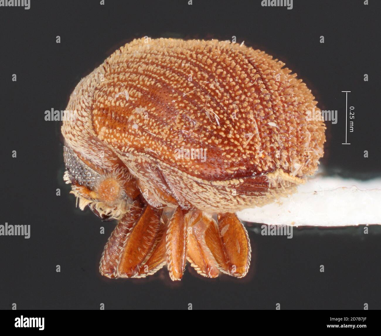 Pinned, Tobago, W.I., Tobago, Trinidad and Tobago, Chaetophloeus ...