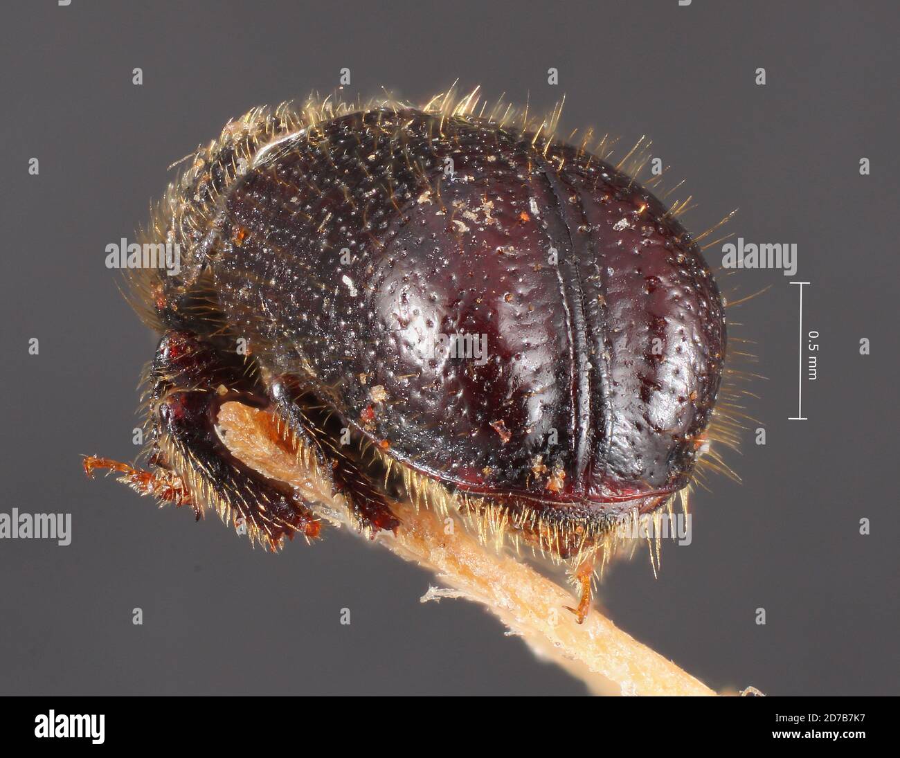 Pinned, Priest River, Bonner, Idaho, United States, Conophthorus ...