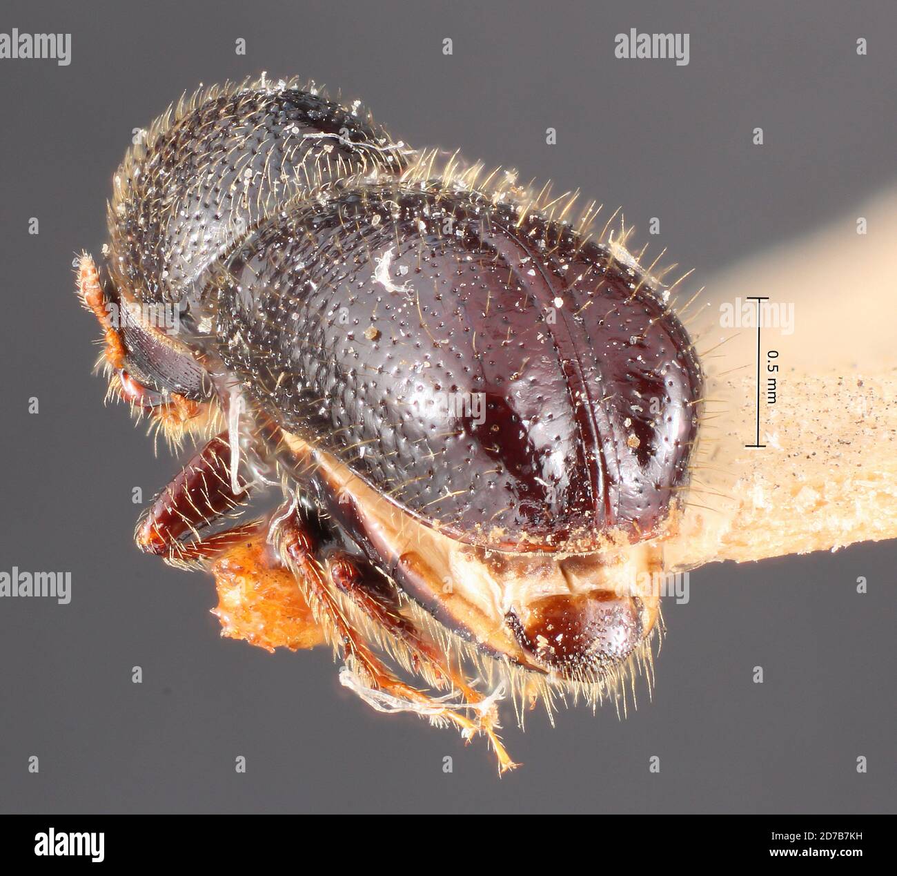 Monophyllae hi-res stock photography and images - Alamy