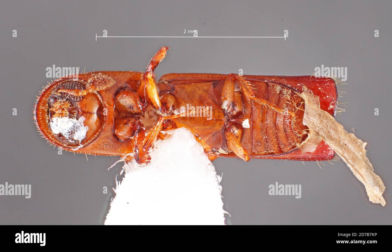 Pinned, Bolivia, Cochabamba, Bolivia, Amphicranus gracilis Eggers, 1943 ...