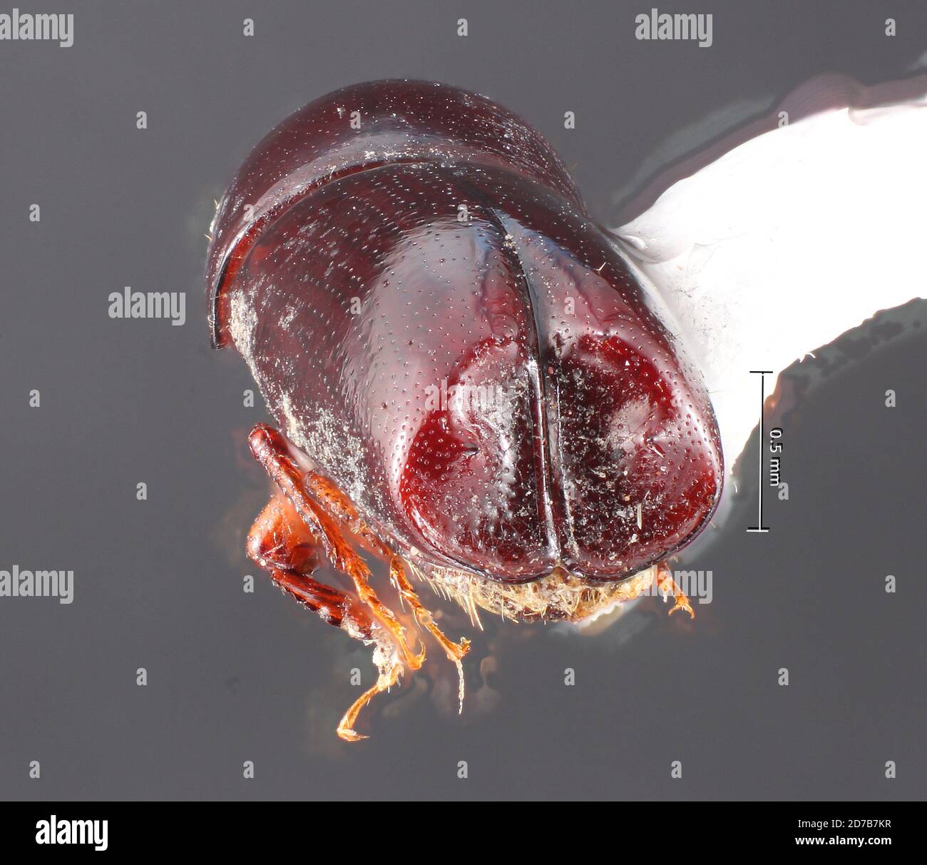 Pinned, Bolivia, Cochabamba, Bolivia, Anchonocerus minor Eggers, 1935 ...