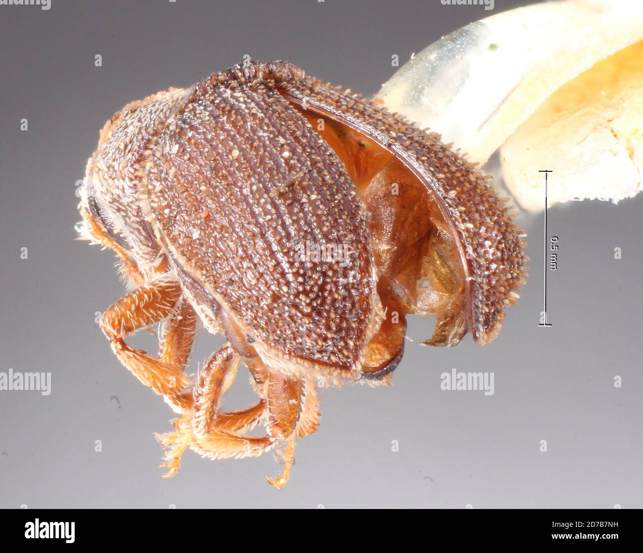 Renocis fuscus blackman hi-res stock photography and images - Alamy