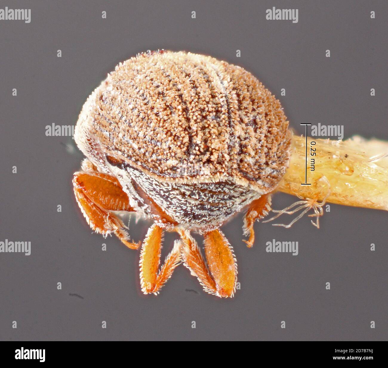 Renocis chapini blackman hi-res stock photography and images - Alamy