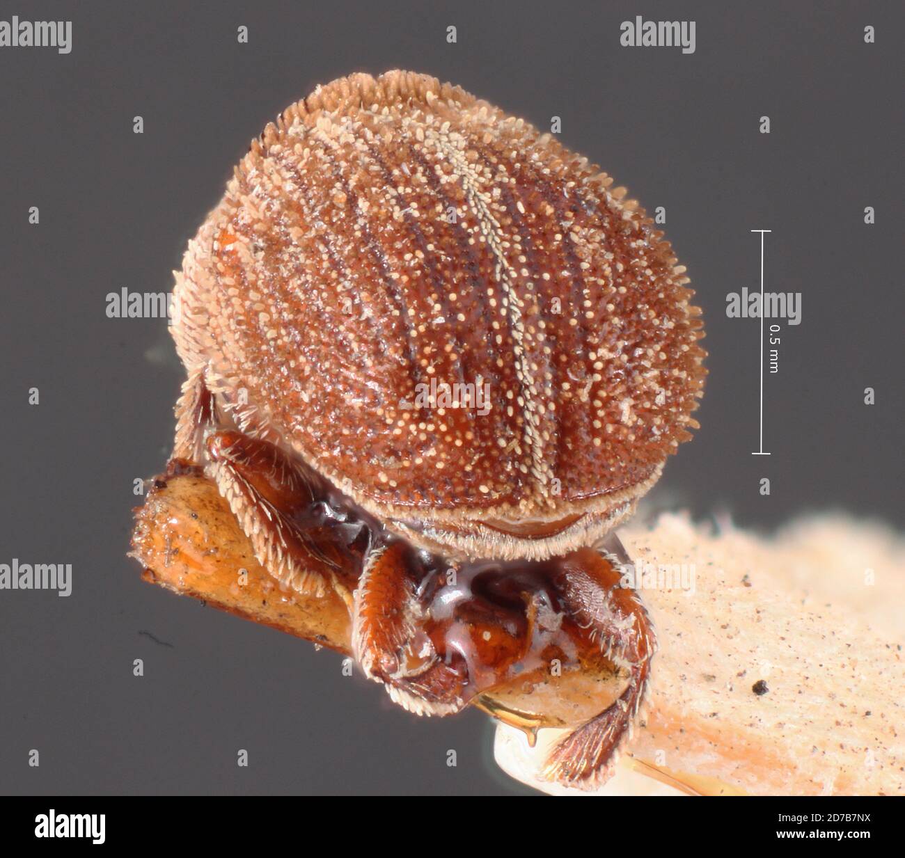 1940 animalia hi-res stock photography and images - Alamy