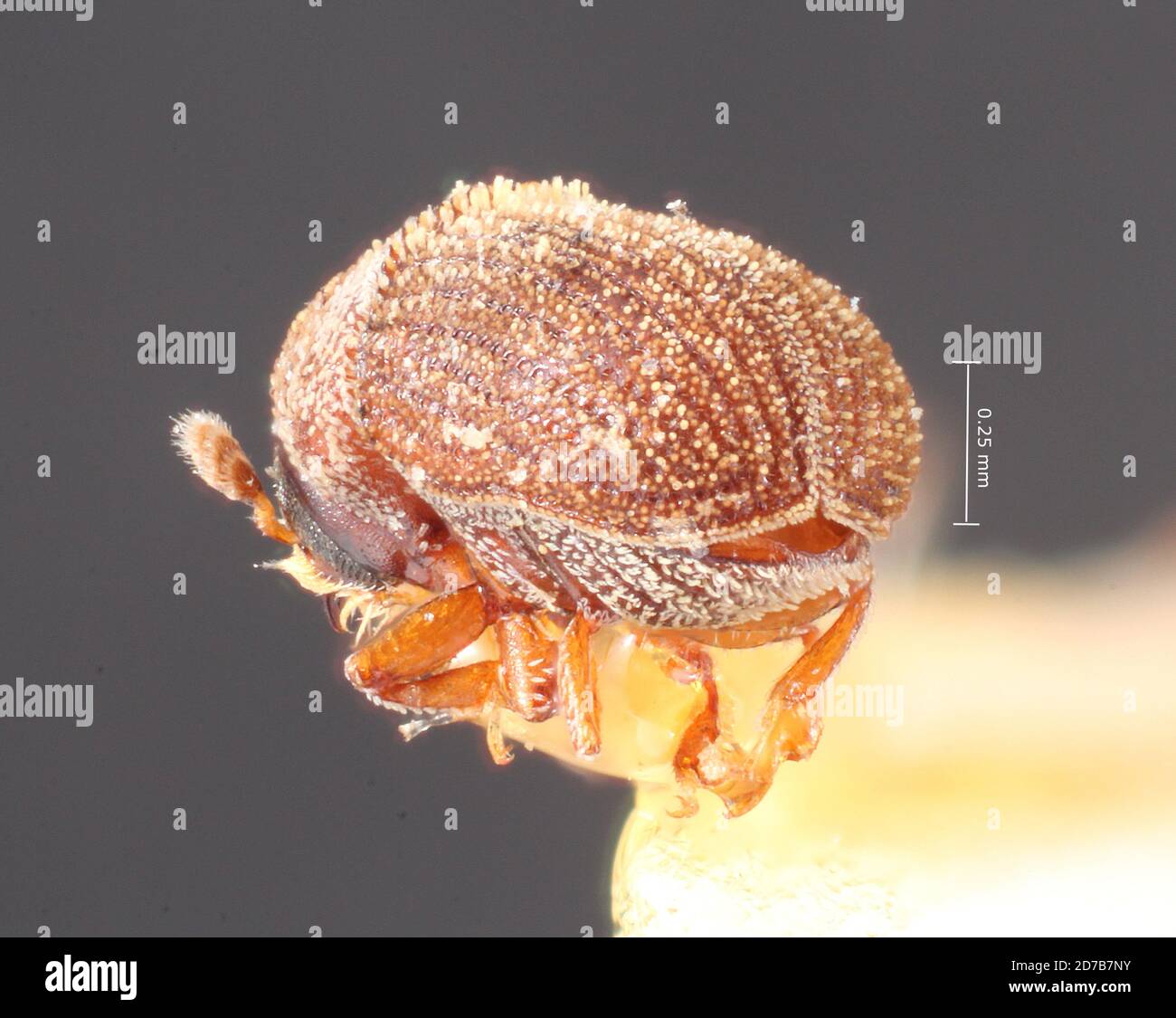Renocis insularis blackman hi-res stock photography and images - Alamy