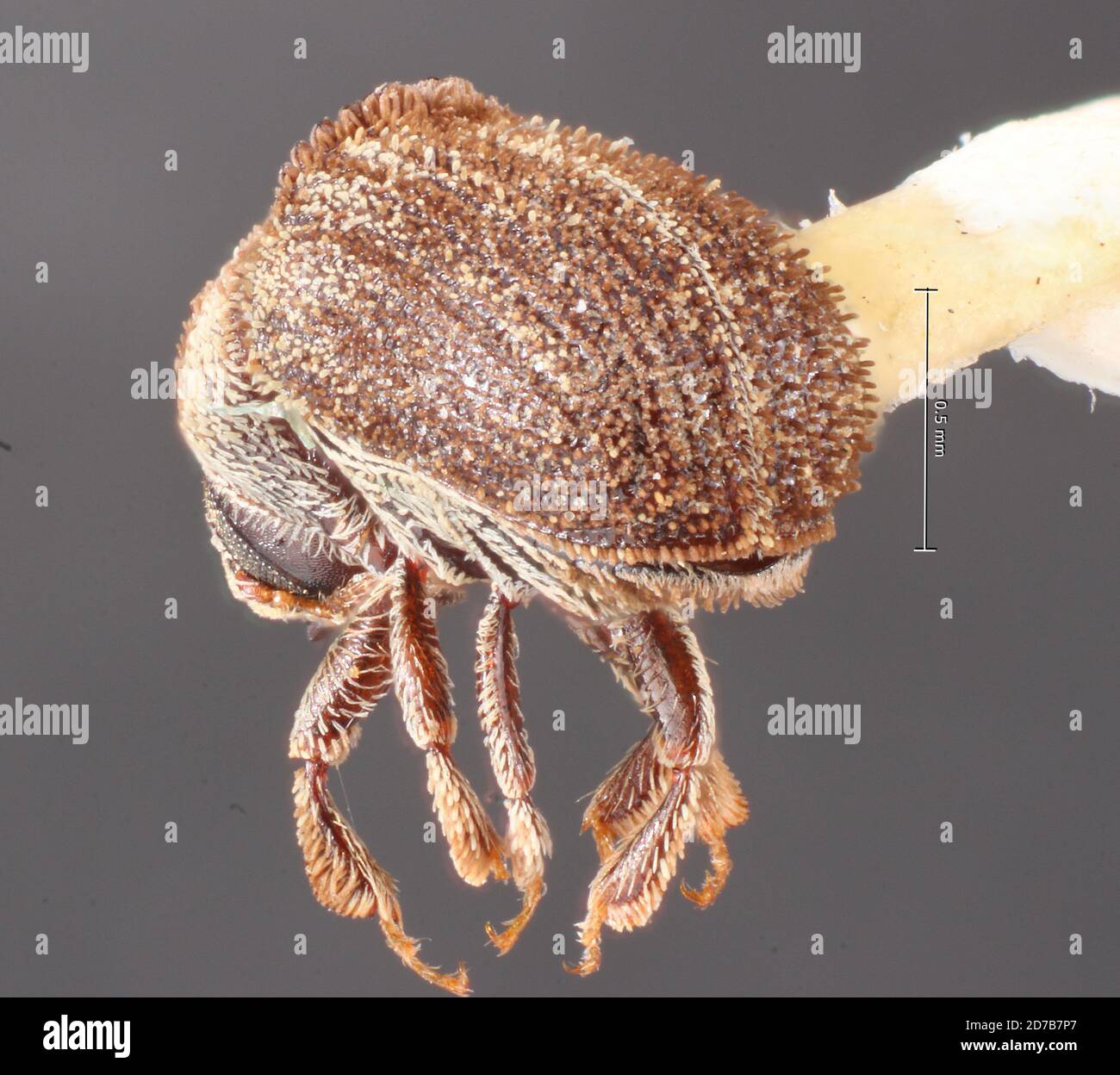 Renocis commixtus blackman hi-res stock photography and images - Alamy