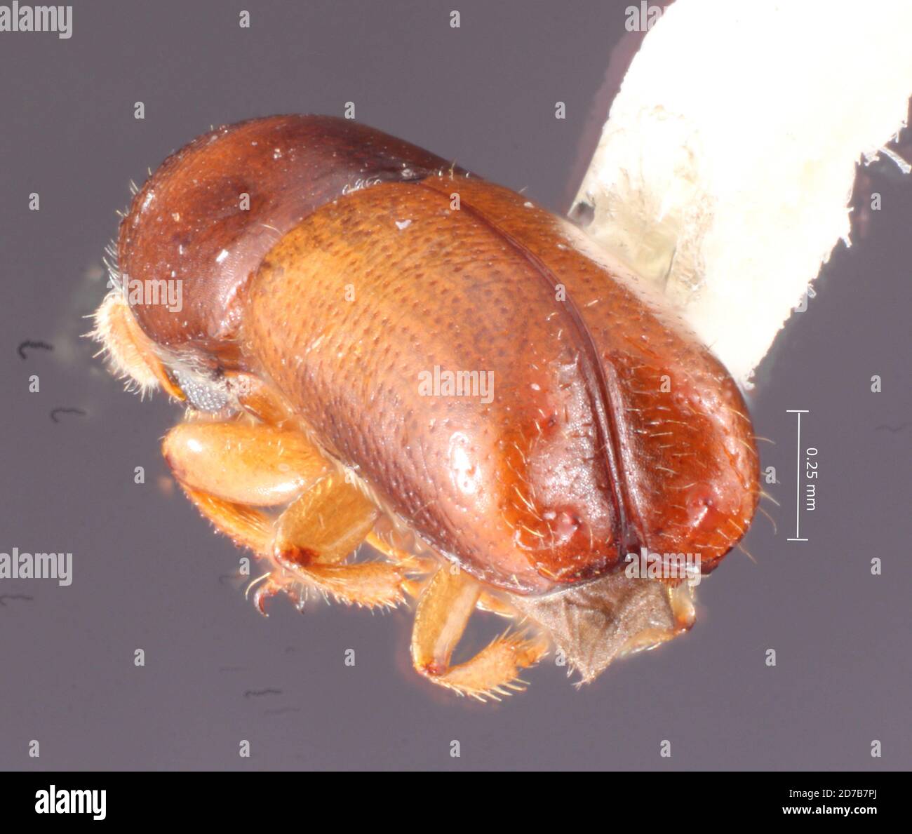 pinned, San Jose Zurqui de Moravia, San Jose, Costa Rica, Monarthrum ...