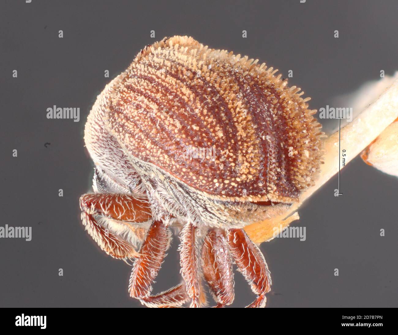 Renocis parkinsoniae blackman hi-res stock photography and images - Alamy