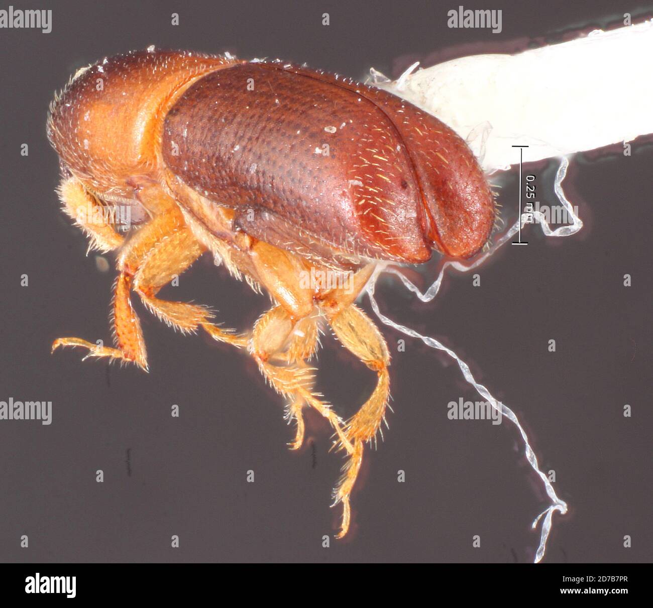 Monarthrum hi-res stock photography and images - Alamy