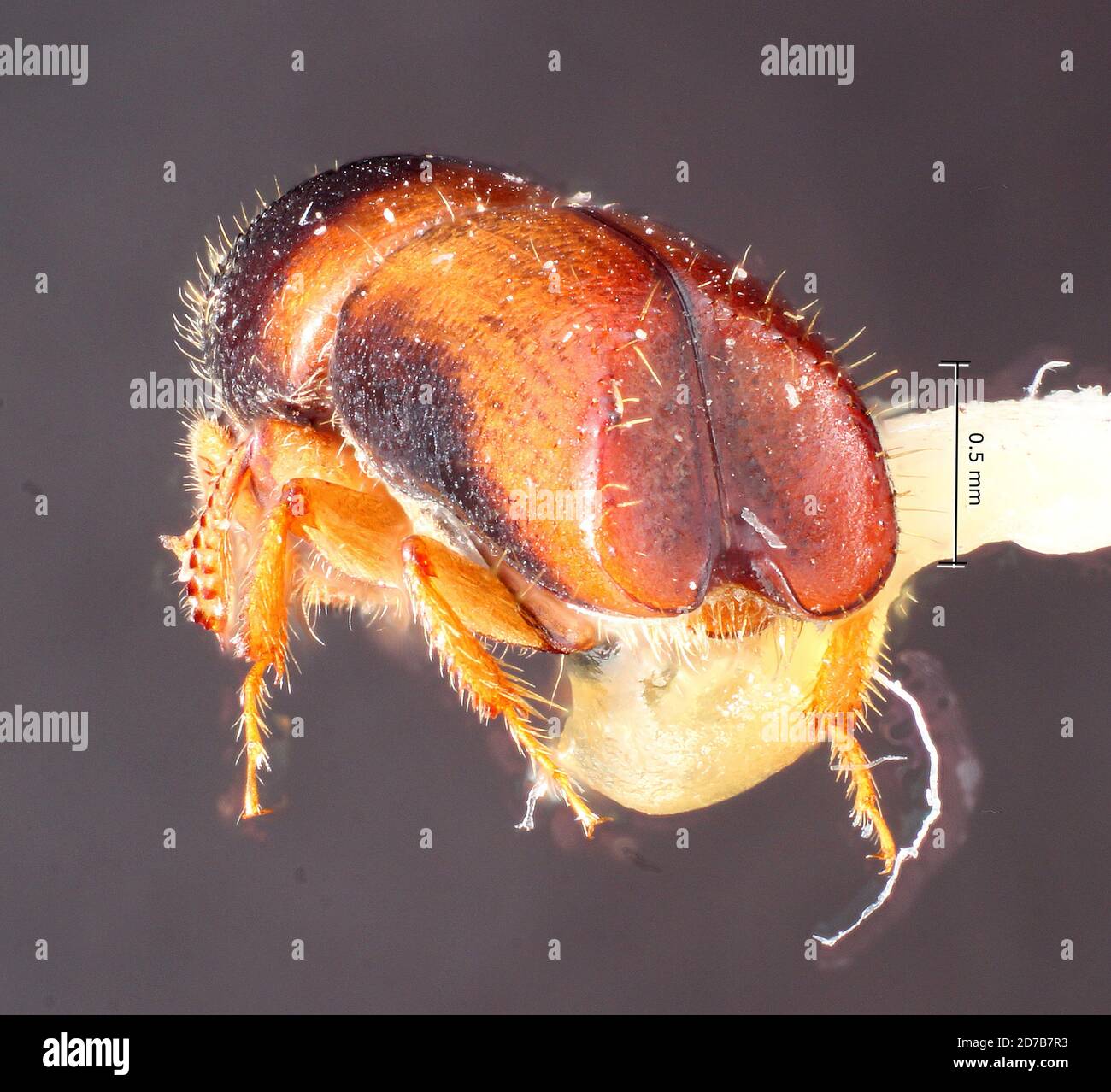 pinned, Colonia Tavar, Aragua, Venezuela, Monarthrum bicolor (Ferrari ...