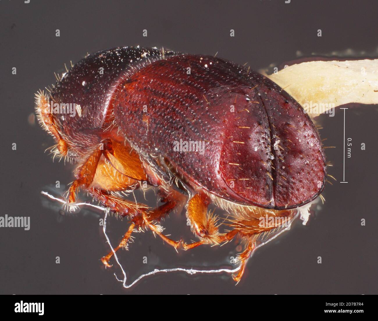 pinned, Laguna Santa Maria, Nayarit, Mexico, Monarthrum bicavum Wood ...