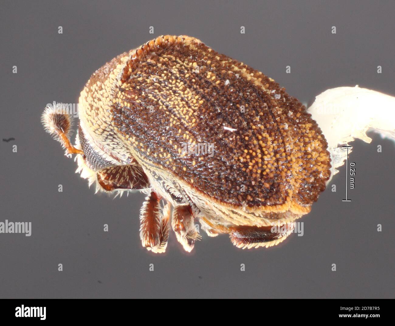 Pinned, Guad., Mex, Mexico, Renocis mexicanus Blackman, 1940, Animalia ...