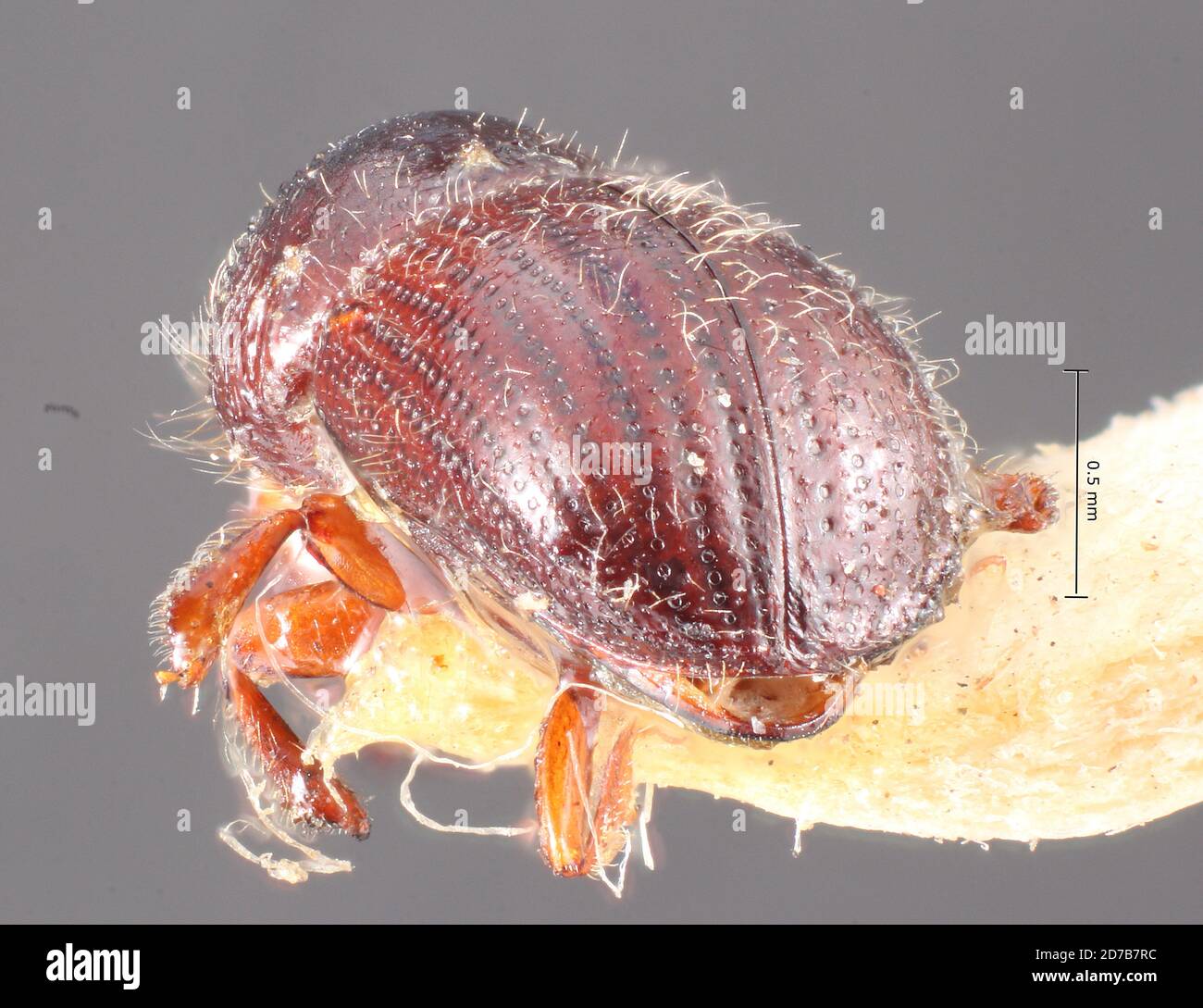 Anisandrus sayi hopkins hi-res stock photography and images - Alamy